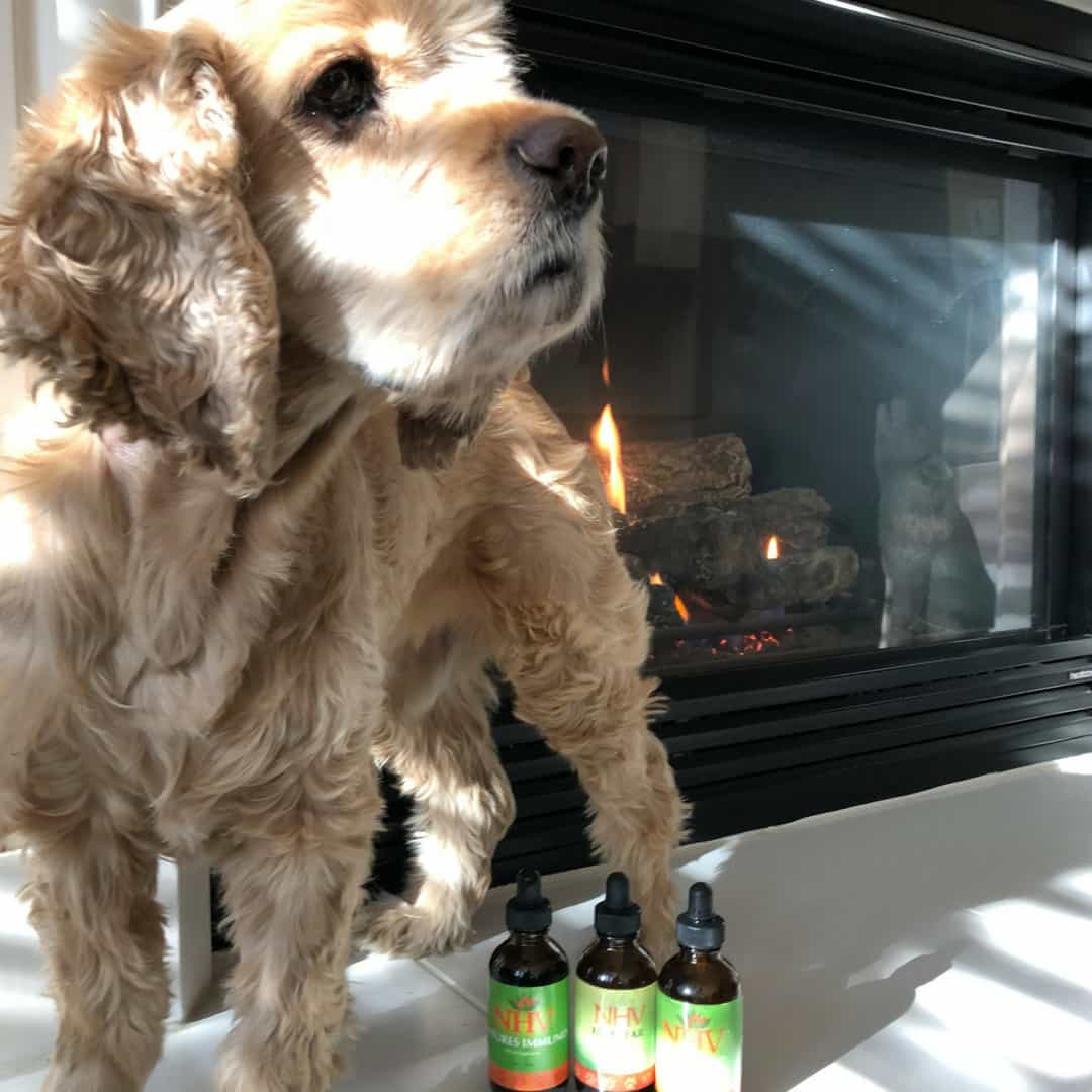 Is a holistic turnaround from Lymphoma possible for dogs?