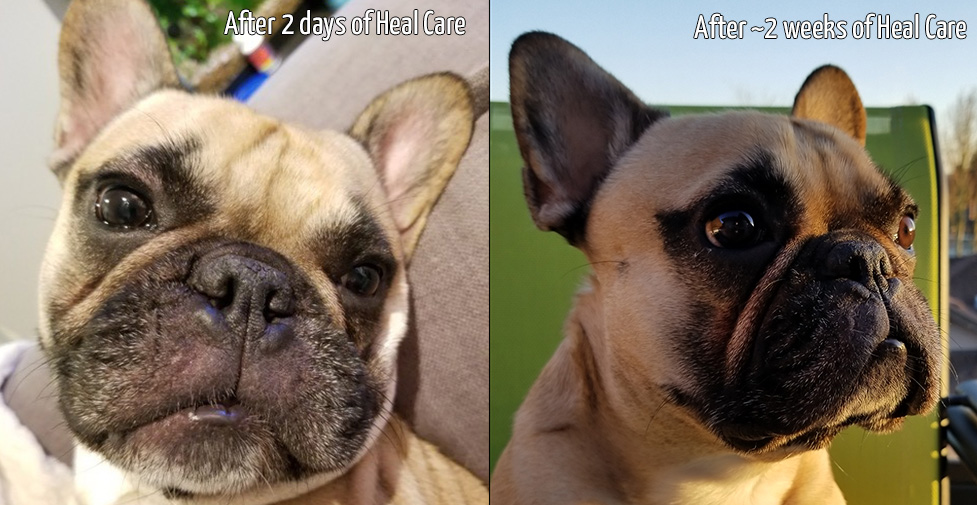 Heal Care helps heal Frenchie Gus Gus' scabby nose