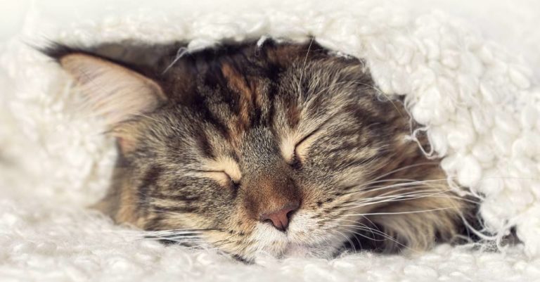 Vet Talks: Rodent Ulcers in Cats - NHV Natural Pet Products Blog