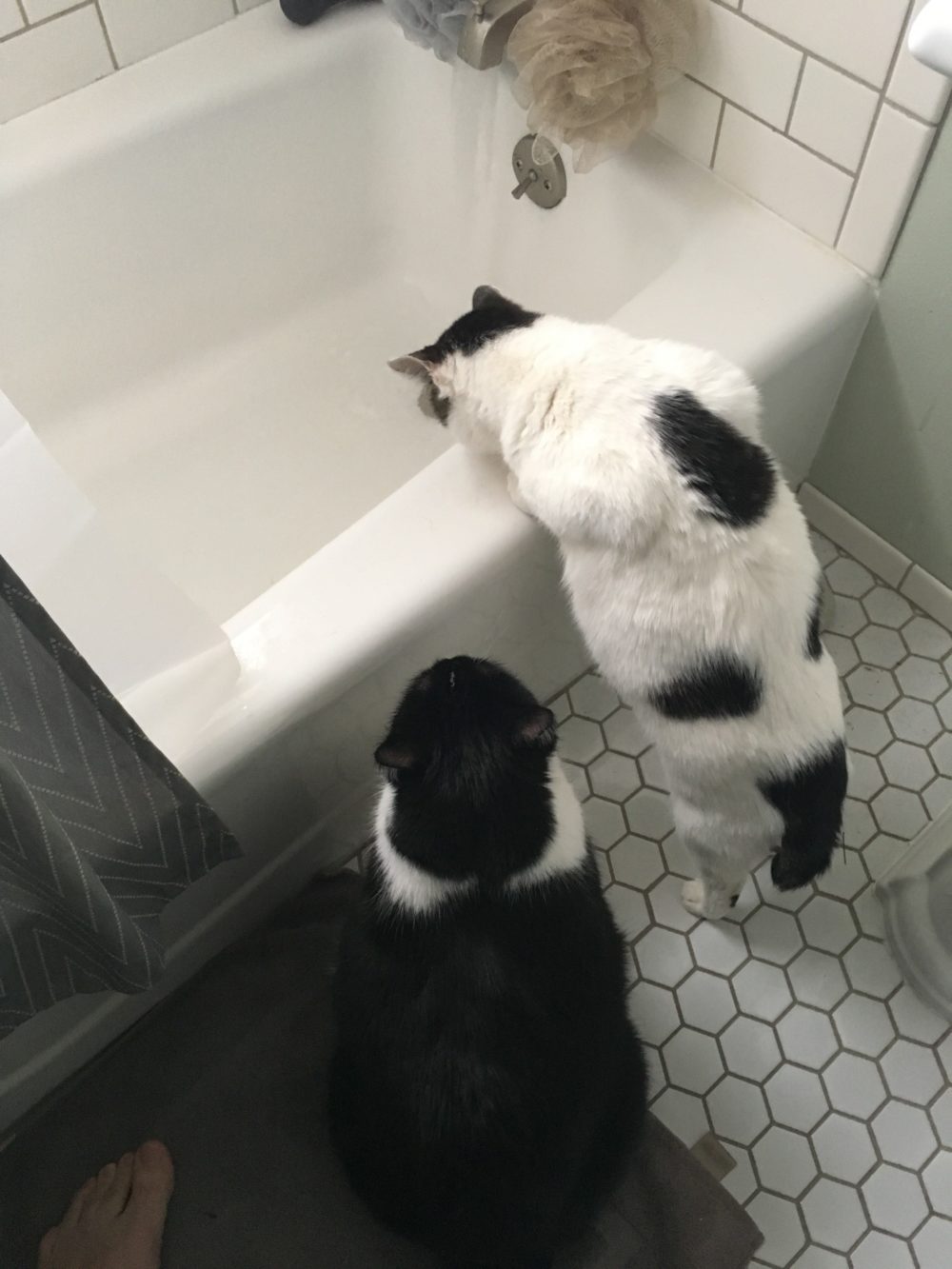 bert the cat 2 - NHV Natural Pet Products Blog