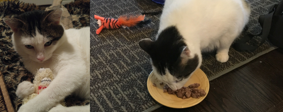Bert the cat is beating the odds against cancer naturally!