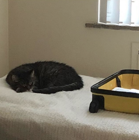 bobby cat diabetes - NHV Natural Pet Products Blog