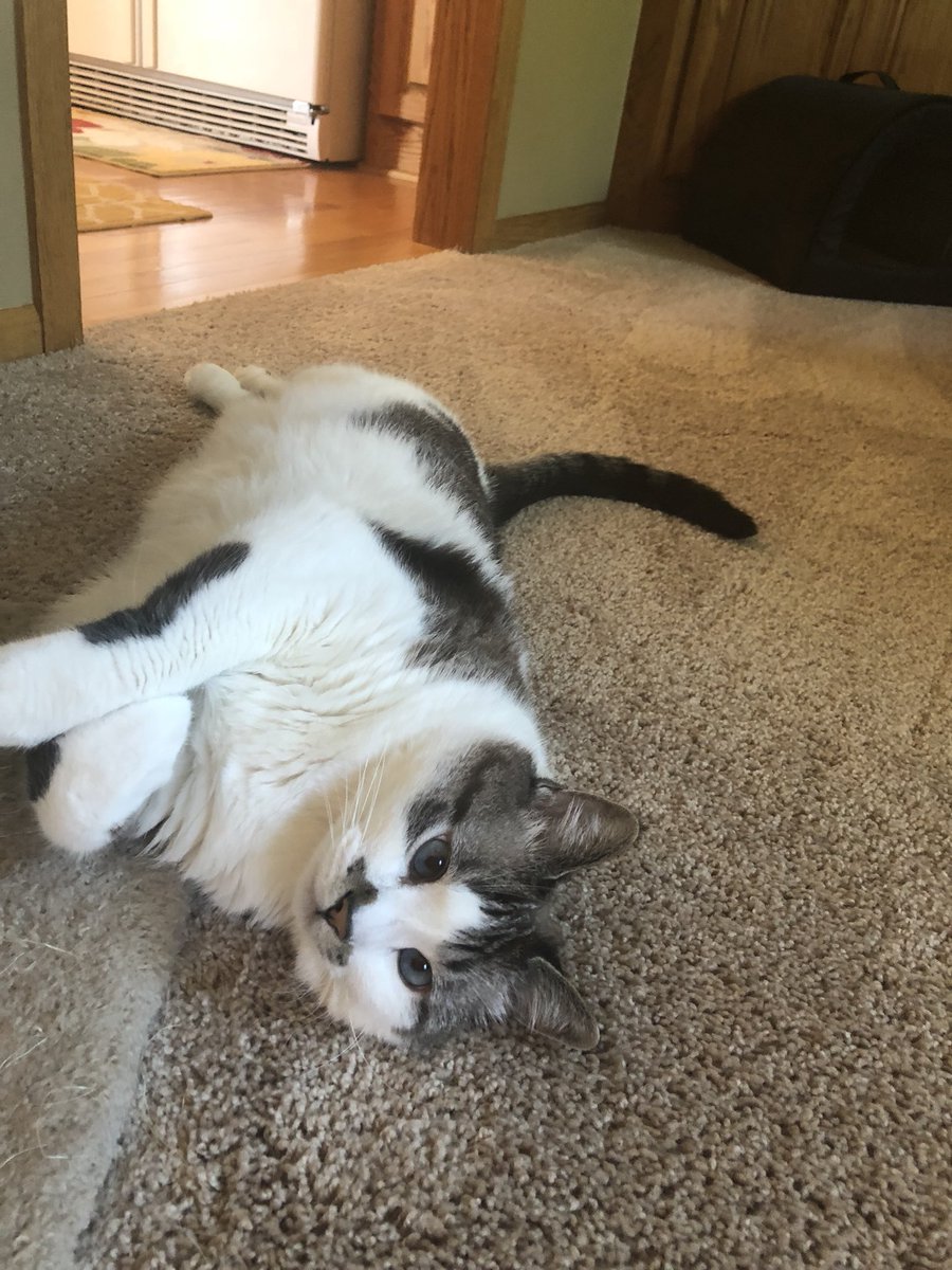 midge the cat - NHV Natural Pet Products Blog