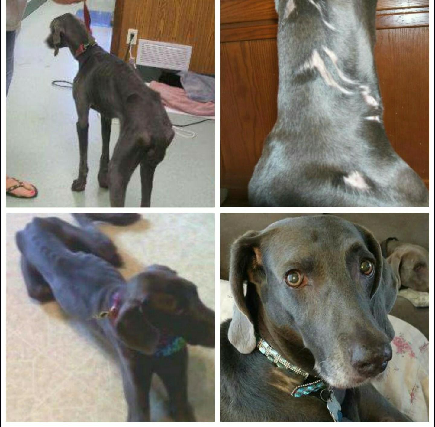 Rescue Pup Slate is Living the Life Thanks to Milk Thistle