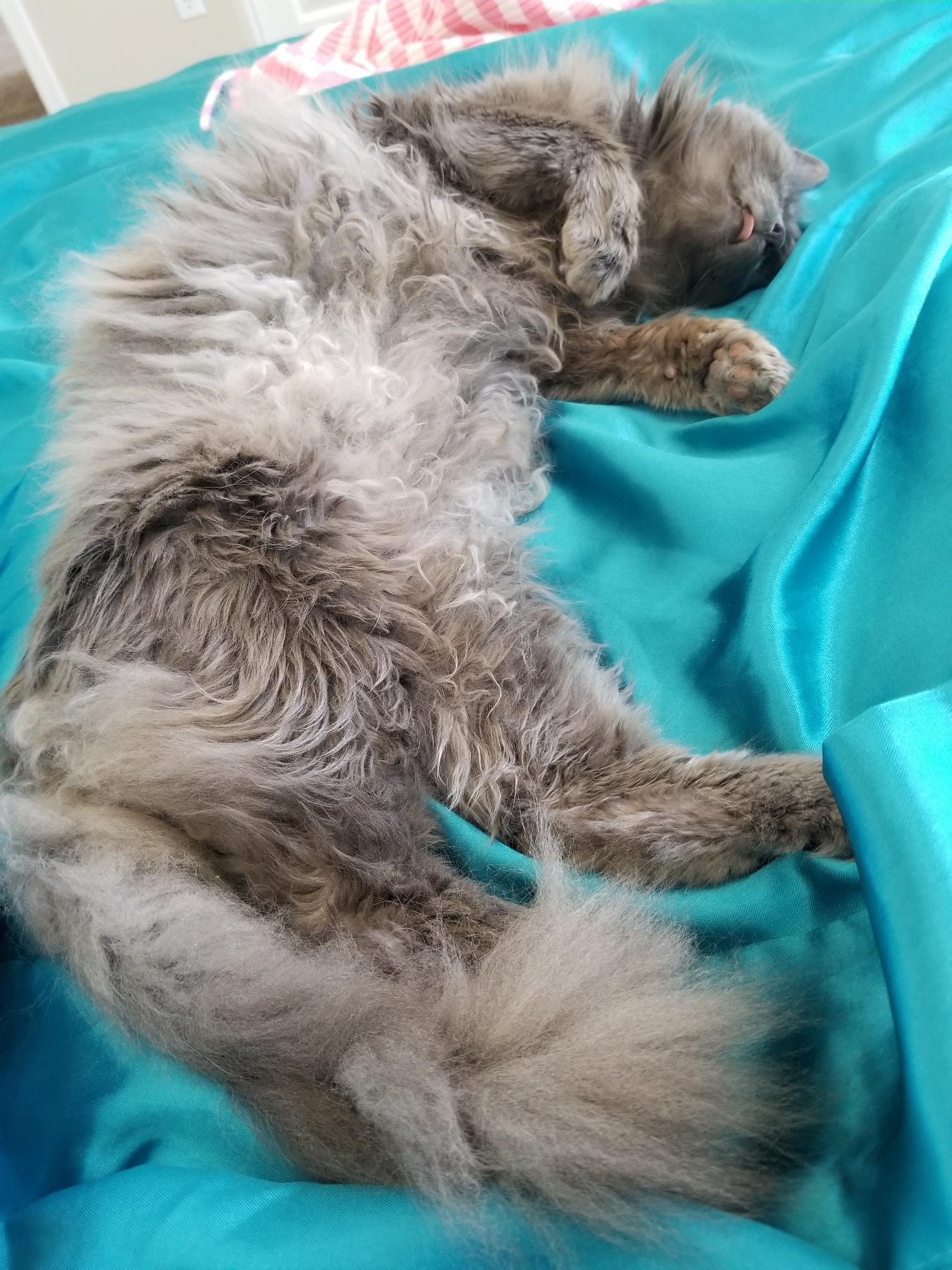 smokey cat judy smith - NHV Natural Pet Products Blog