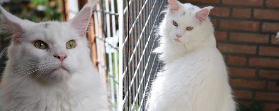 Ché the cat had problems with his lachrymal duct