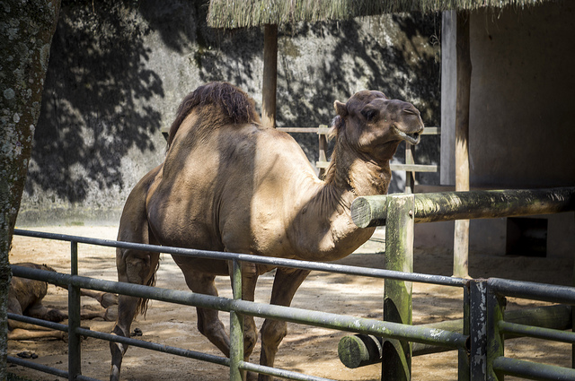 Feeding a zoo - behind the scenes at a zoo's kitchen