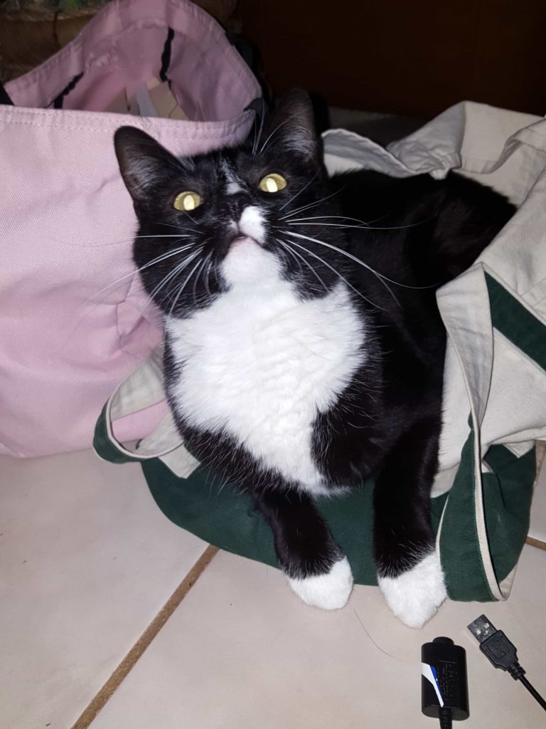 Holistic Regimen for Pododermatitis or Pillow foot in Cats