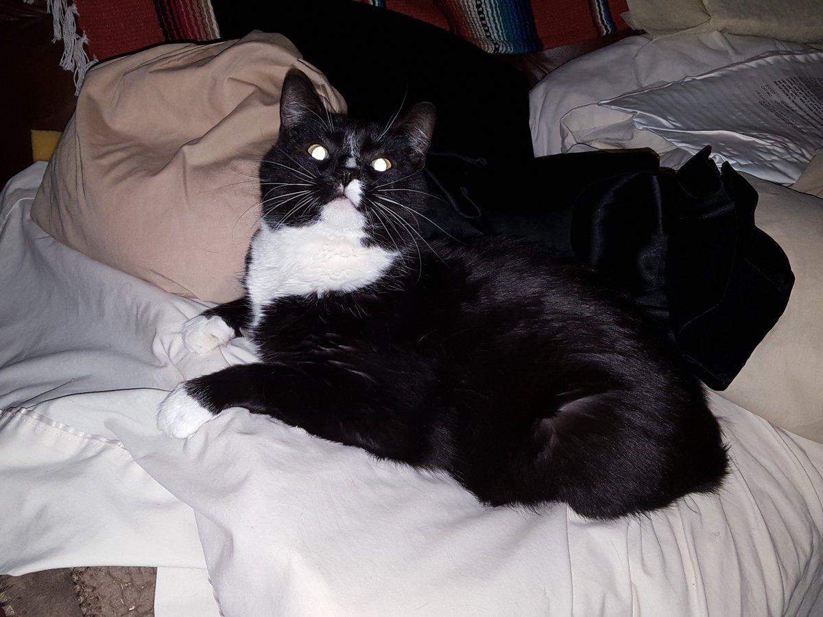 herbie johnson cat - NHV Natural Pet Products Blog