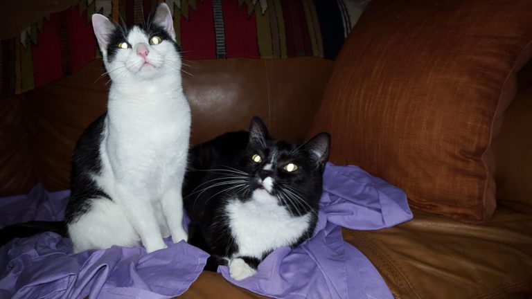 Holistic Regimen for Pododermatitis or Pillow foot in Cats