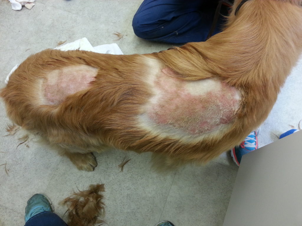 Vet Talks: Hot Spots on Dogs - Cause, Prevention, Treatment & Natural ...
