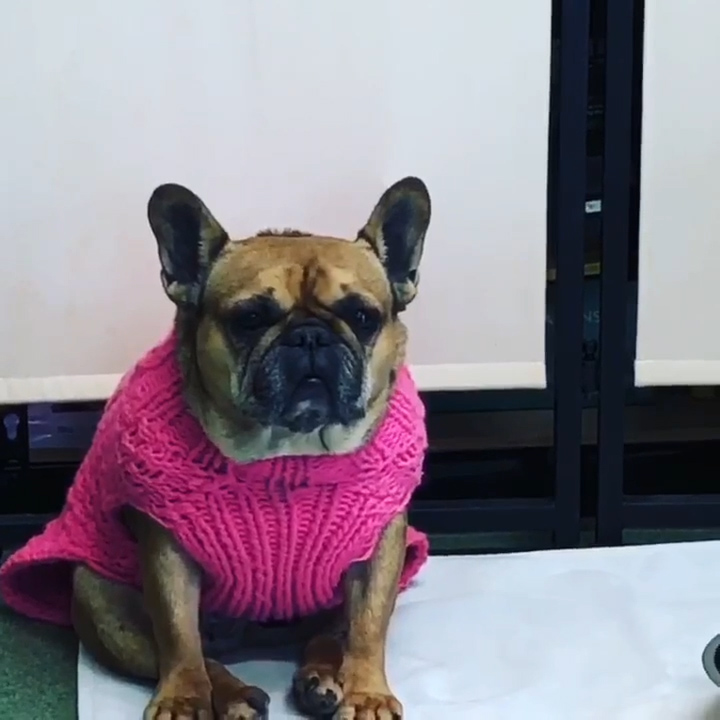 Josie the French Bulldog - Atopic Dermatitis - NHV Natural Pet Products ...