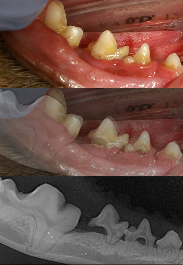 dental xrays - NHV Natural Pet Products Blog