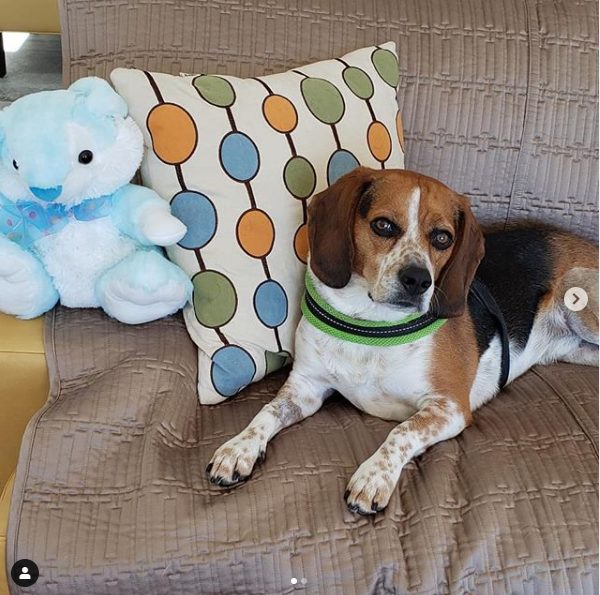 henry beagle - NHV Natural Pet Products Blog