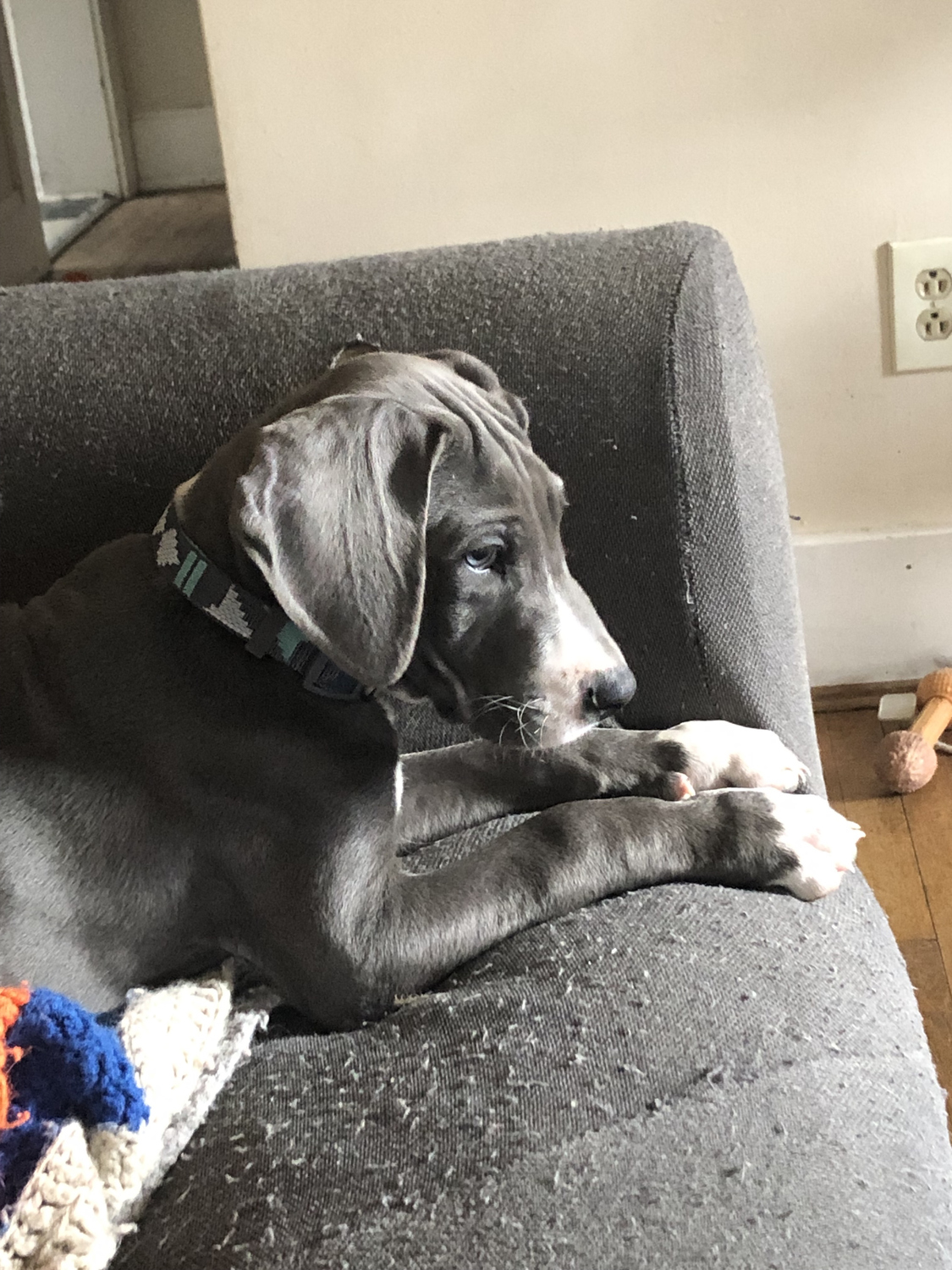 Natural relief from symptoms of Addison's disease in dogs