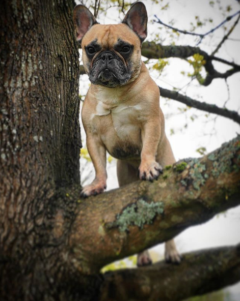 Frenchie Gus Gus on a tree - NHV Natural Pet Products Blog