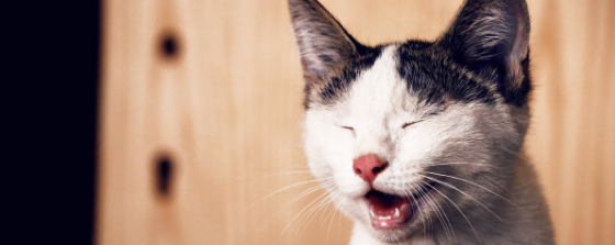Vet Talks: Rhinitis and sinusitis in dogs and cats