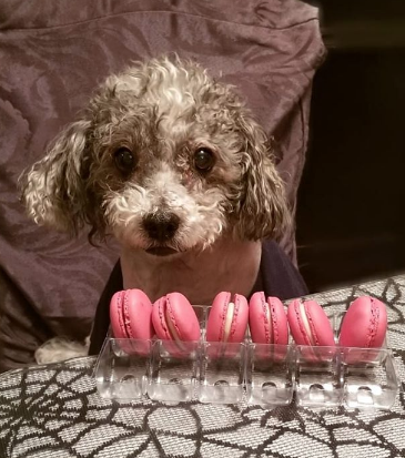 Papucho dog - NHV Natural Pet Products Blog