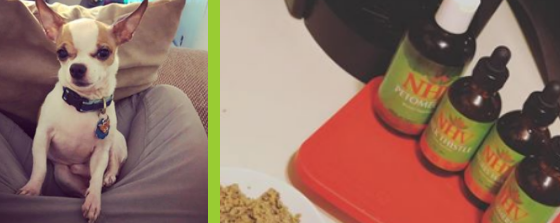 Cooking for pets - Is it possible for a busy pet parent?