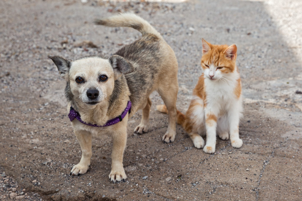 Vet Tech Rounds: Dos and Don'ts of Caring for Stray Pets