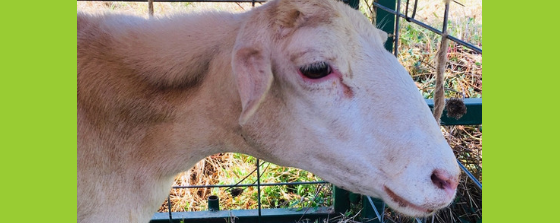 Supplements for Sheep: An Ovine Case of Caseous Lymphadenitis (CLA)