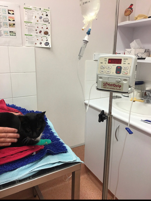 Blog - NHV Natural Pet Products