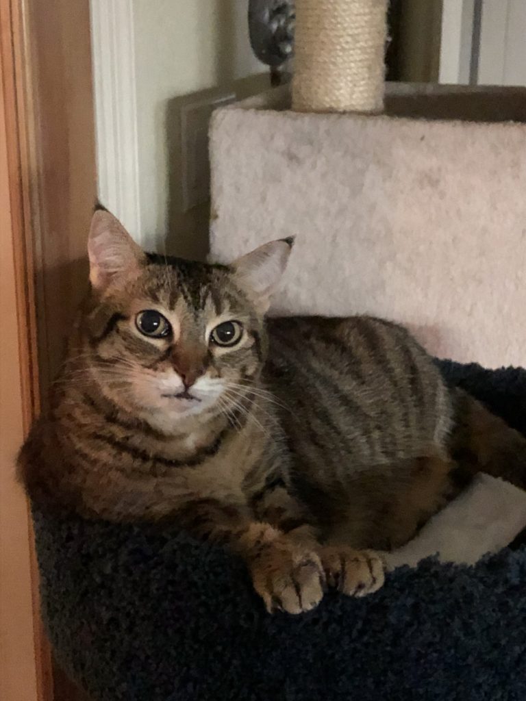 Juliet the cat was diagnosed with large cell lymphoma at the age of 12