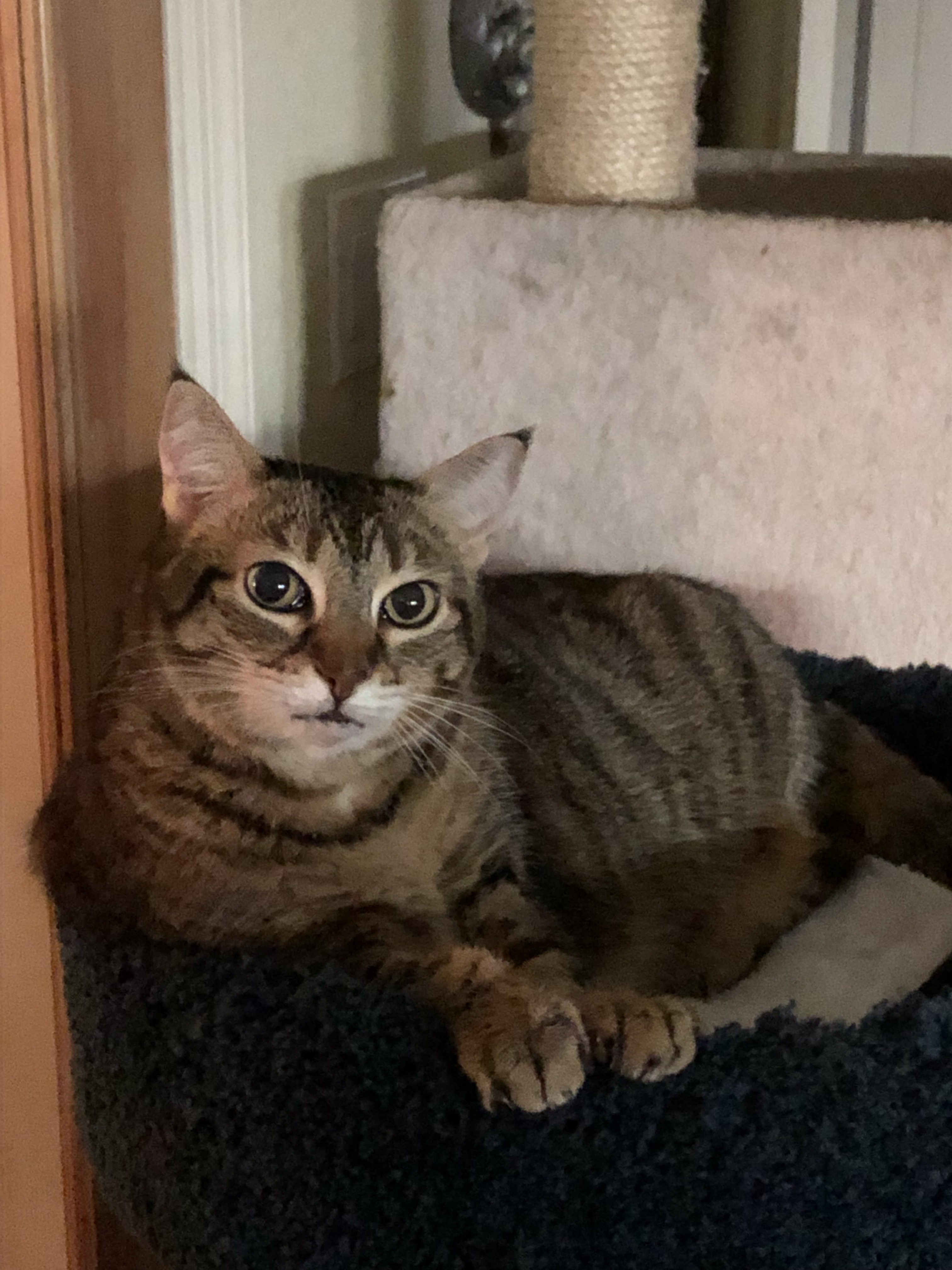 Juliet-cat-GotchaDay-Story-NHV-BKDetox-MilkThistle-ESClear - Copy - NHV ...