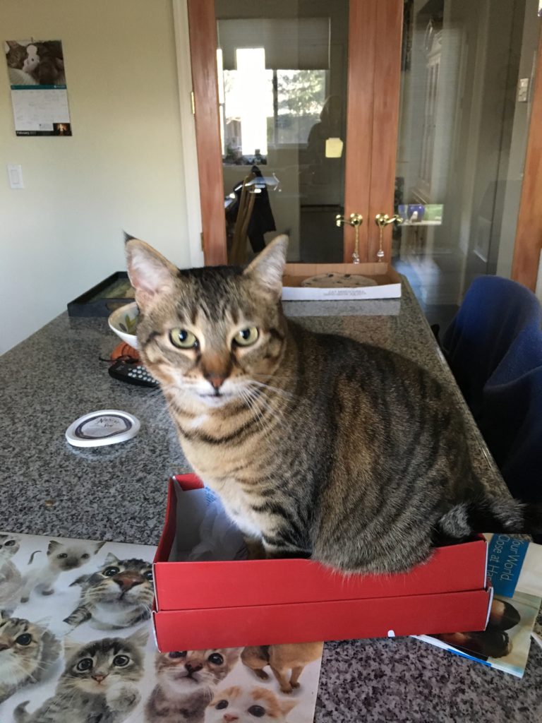 Juliet the cat was diagnosed with large cell lymphoma at the age of 12