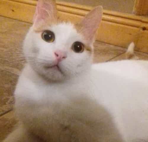 What you should know about living with FeLV cats