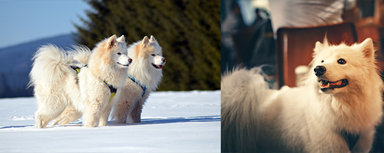 samoyed banner - NHV Natural Pet Products Blog