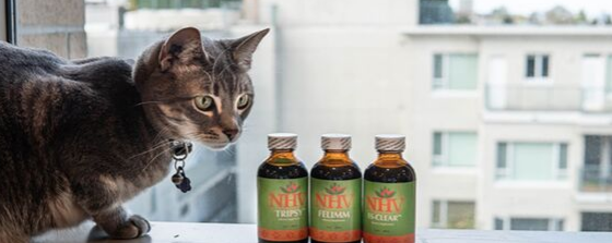 Pets All Over the World are Finding Help. But What is the NHV Difference?