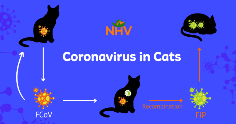 FIP in Cats - Understanding Feline Infectious Peritonitis