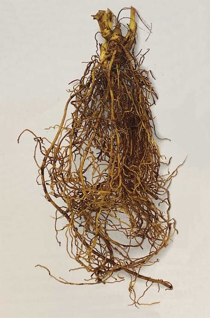 Goldenseal For Pets: Herb Facts, Use, and Safety