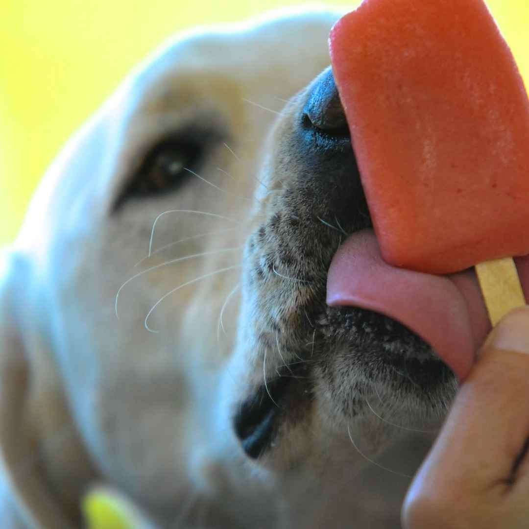 summer_activity_ideas_for_you_and_your_pet_dog_eating_popsicle - NHV ...