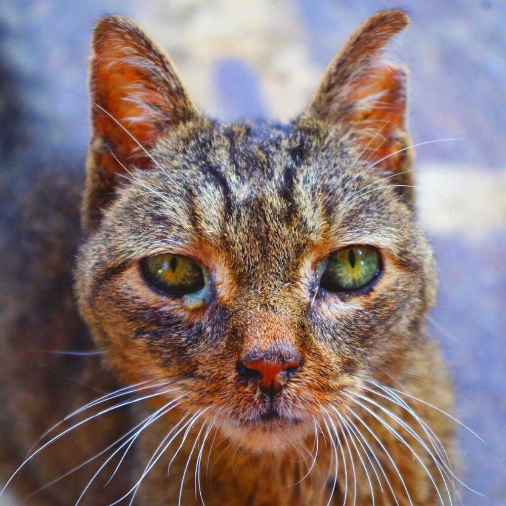 Feline Calicivirus: Prevention and Support Tips From A Holistic ...