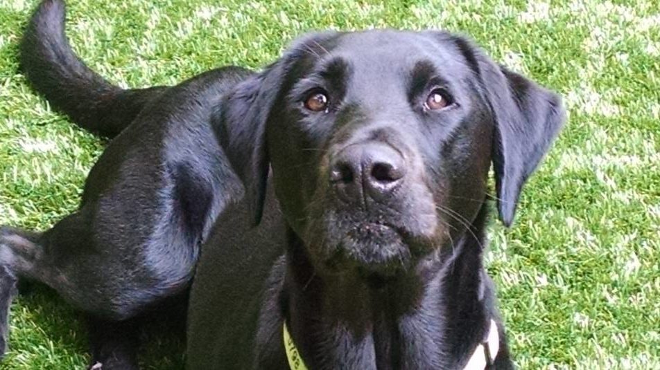 Dog Eye Discharge: Jasper's Goopy Eyes