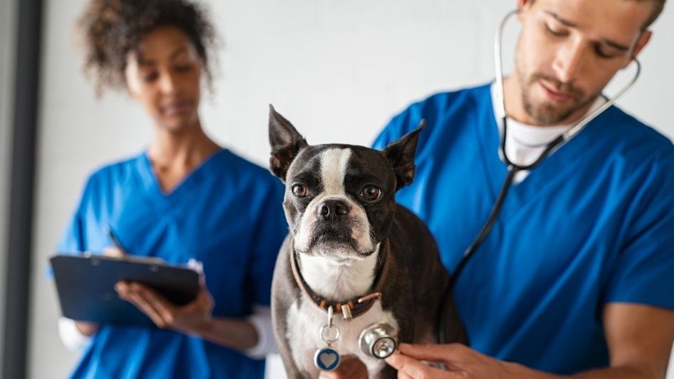 A guide on post-neuter and dog spay recovery - NHV Natural Pets