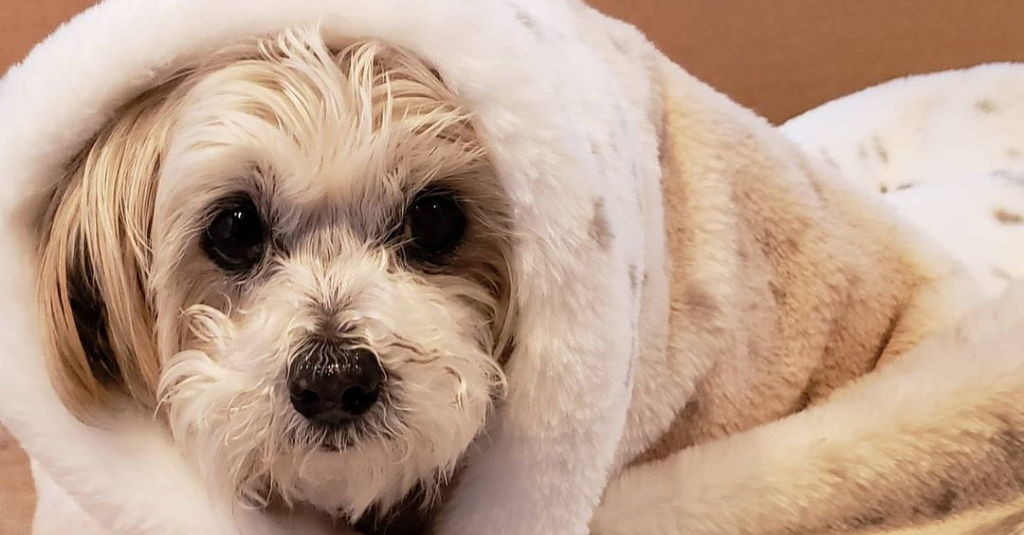 Dog with a sarcoma - NHV Natural Pet Products Blog