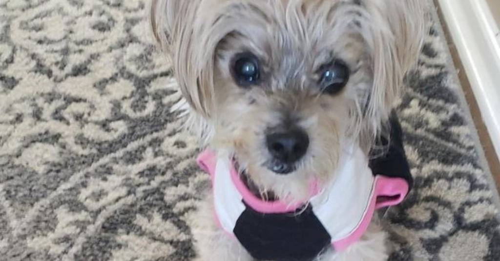 dog-with-sarcoma-1-1 - NHV Natural Pet Products Blog