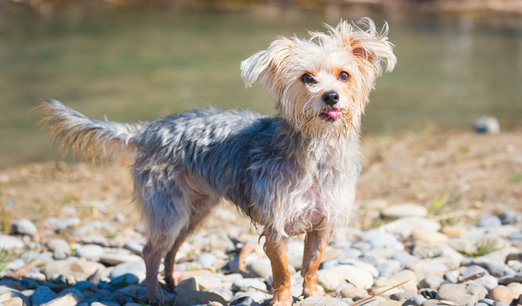 dog-with-sarcoma-2-1 - NHV Natural Pet Products Blog