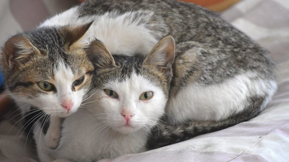 Cat Eating Poop? Here's What To Do - NHV Natural Pet Products Blog