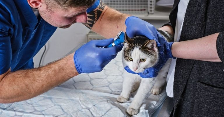 How To Keep Your Pet Calm During A Vet Visit - A Veterinarian's Advice
