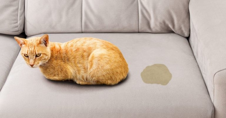 Inappropriate Urination in Cats - NHV Natural Pet Products Blog