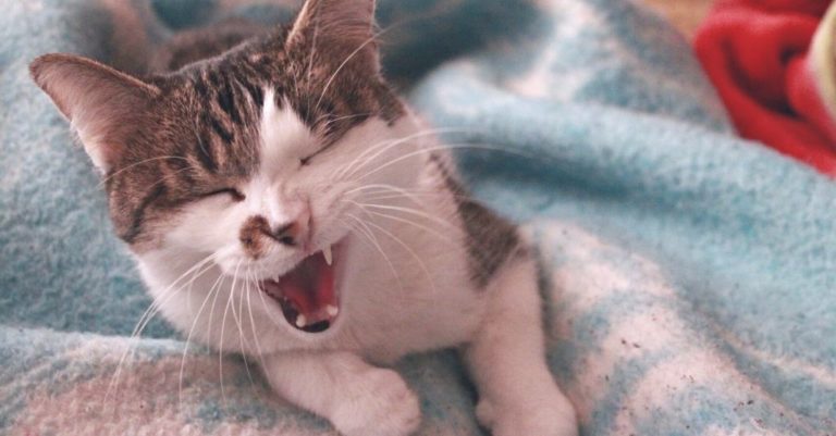 What You Need To Know If Your Pet Is Coughing And Sneezing