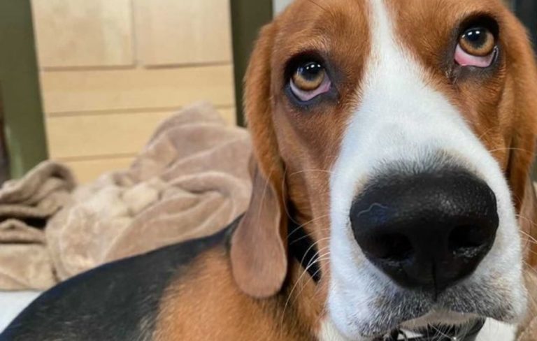 Dog Eye Discharge: Jasper's Goopy Eyes