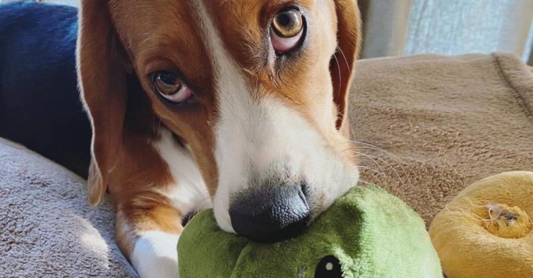 Dog Eye Discharge: Jasper's Goopy Eyes