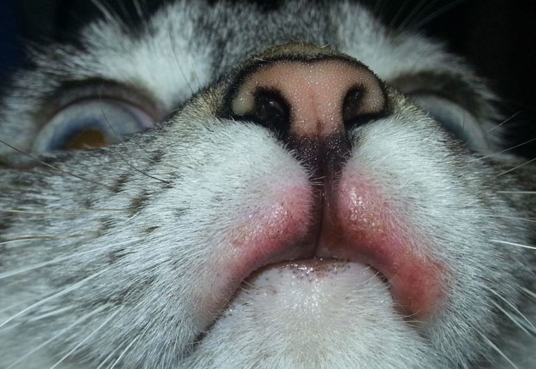 Vet Talks: Rodent Ulcers in Cats - NHV Natural Pet Products Blog