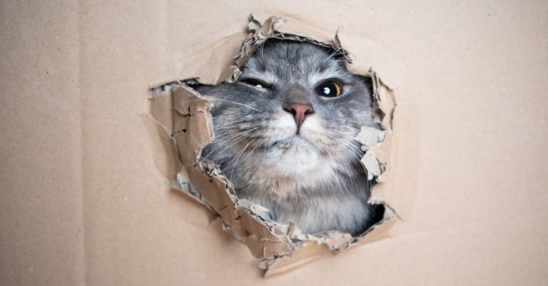 Why Do Cats... Pet Experts Answer Your Questions - NHV Natural Pet