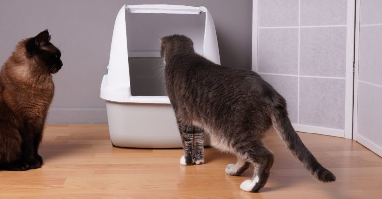 Cat Eating Poop? Here's What To Do - NHV Natural Pet Products Blog